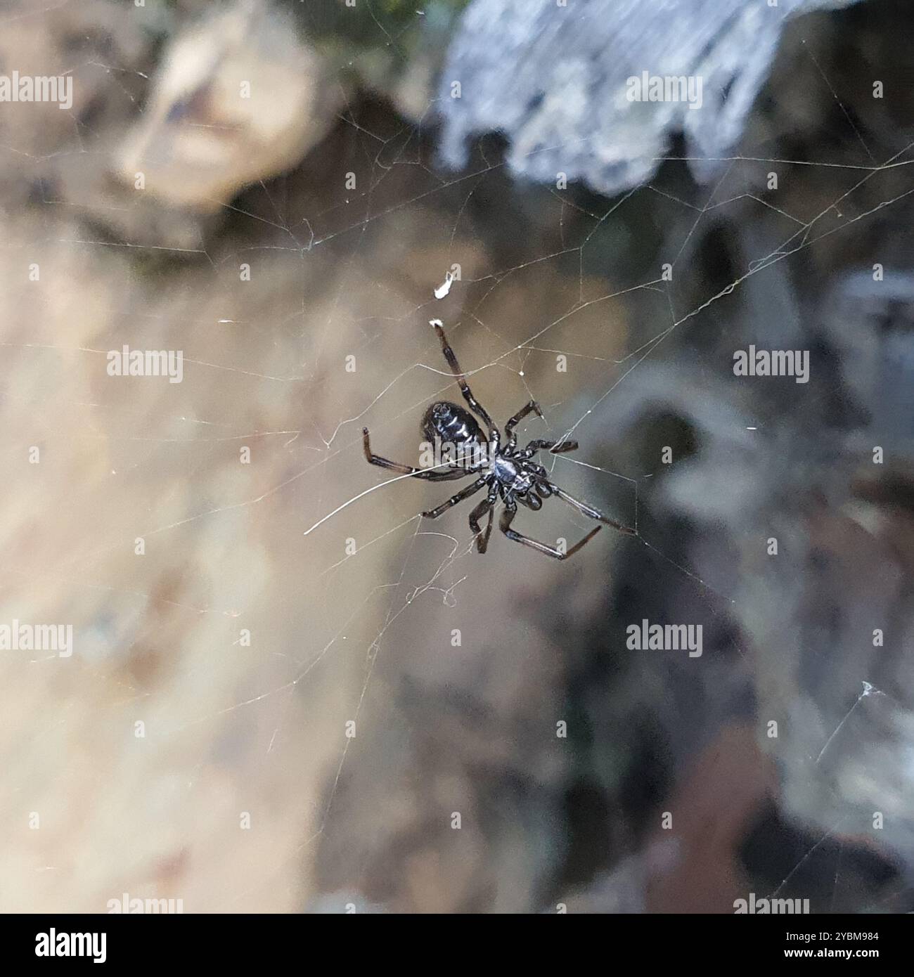 Spiders (Araneae) Arachnida Stock Photo - Alamy