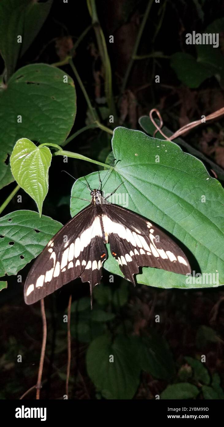 (Heraclides thoas autocles) Insecta Stock Photo - Alamy