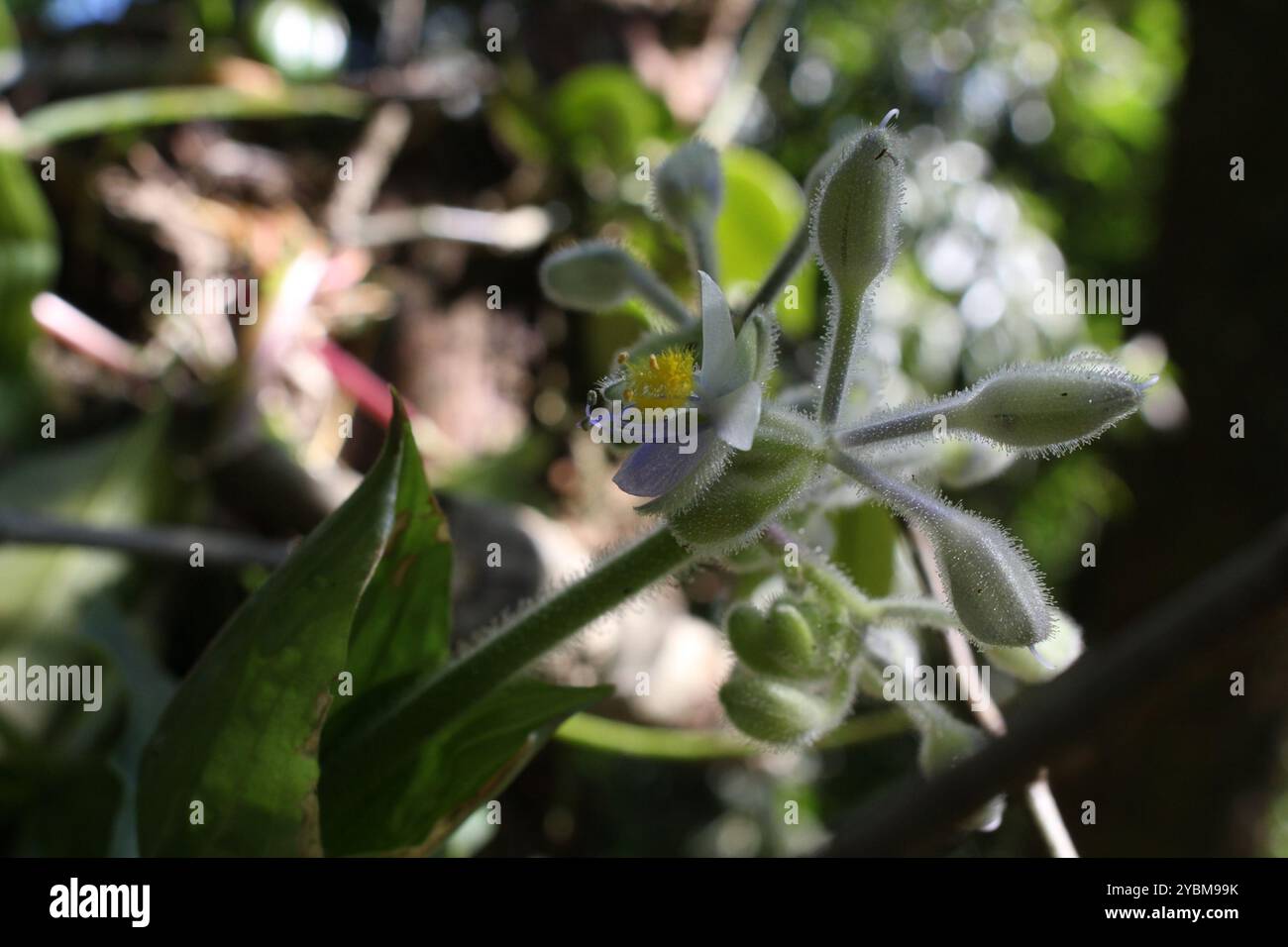 Upright tinantia (Tinantia erecta) Plantae Stock Photo - Alamy