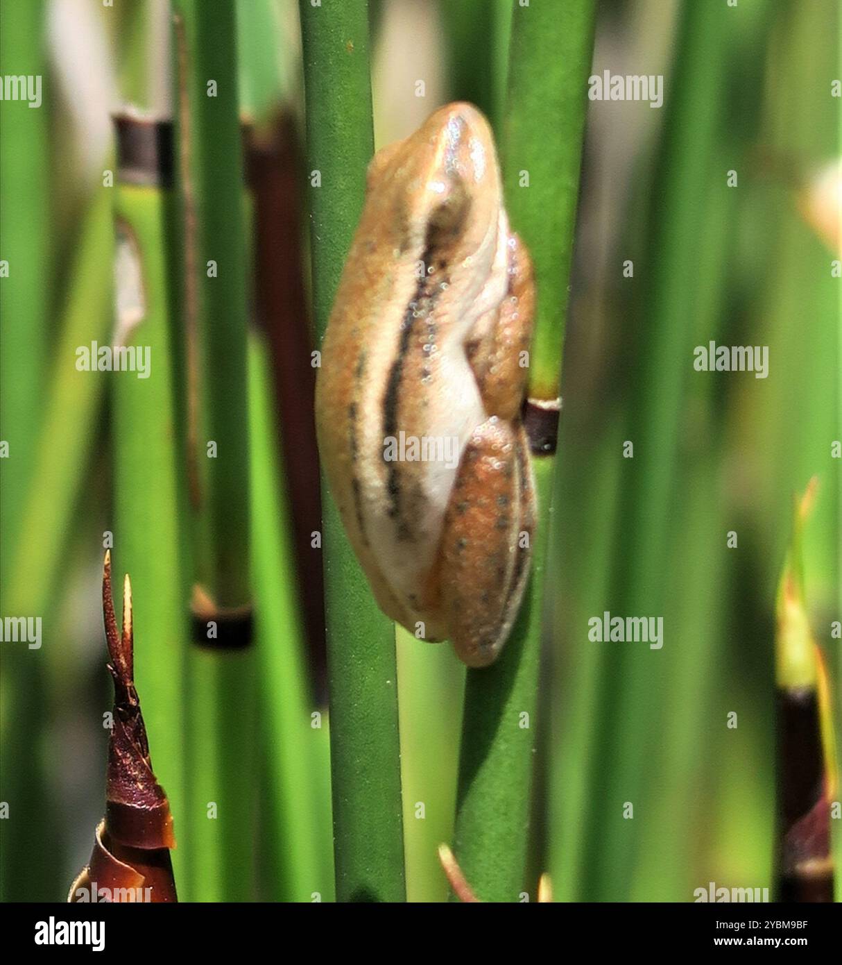Arumlily Reed Frog (Hyperolius horstockii) Amphibia Stock Photo - Alamy