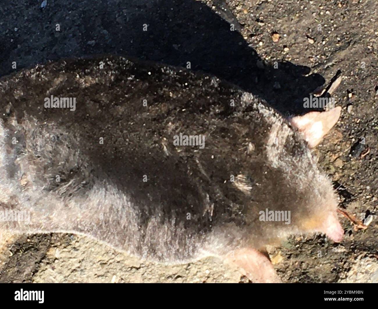 Eastern Mole (Scalopus aquaticus) Mammalia Stock Photo - Alamy