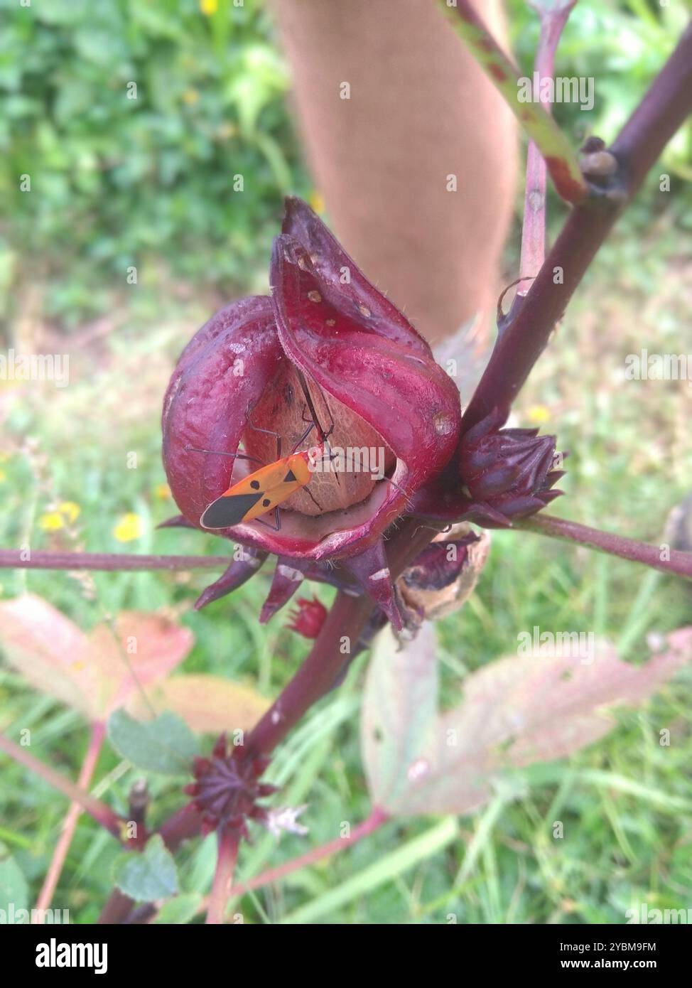 Indian Cotton Stainer (Dysdercus cingulatus) Insecta Stock Photo - Alamy