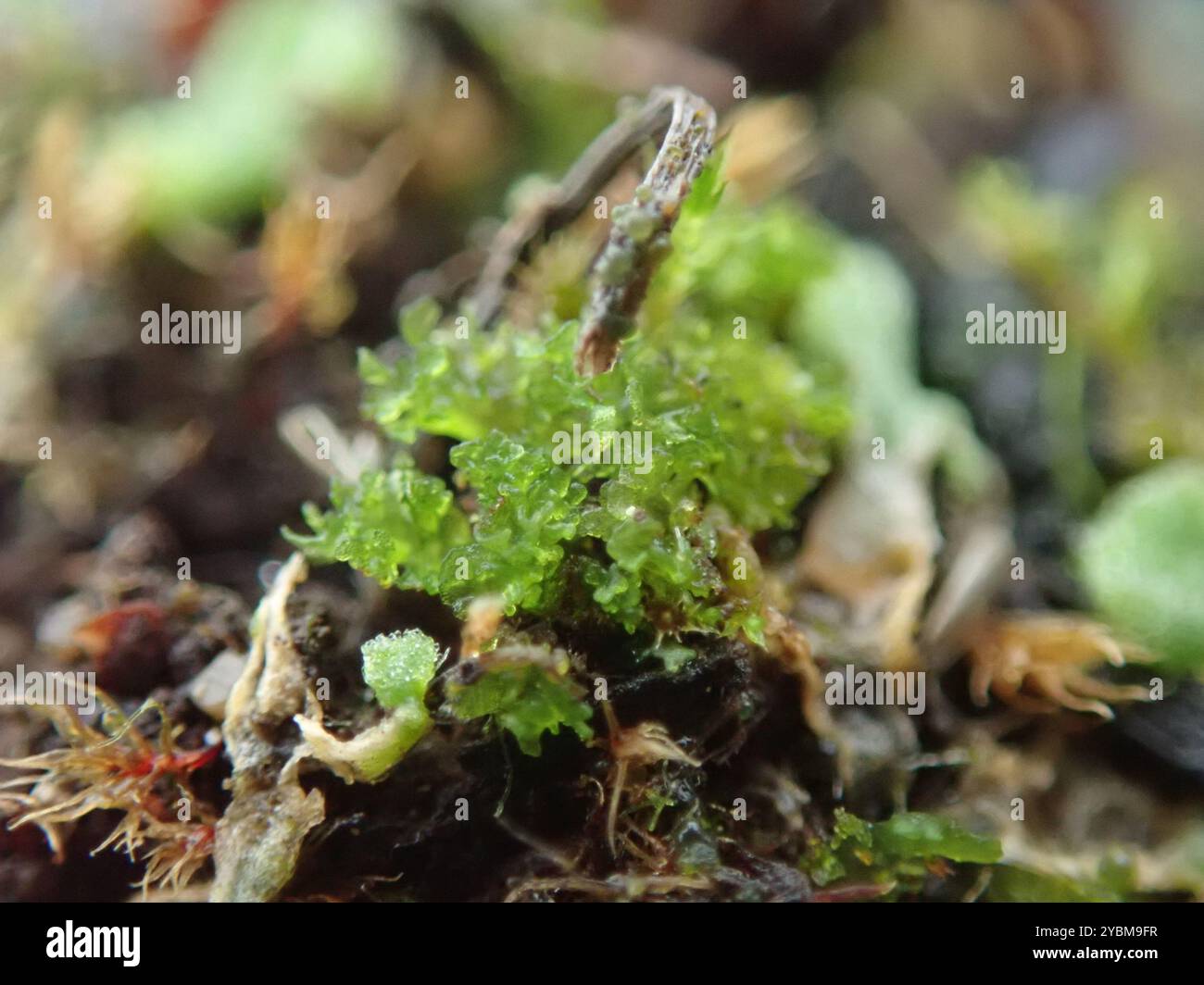 hornworts (Anthocerotophyta) Plantae Stock Photo - Alamy