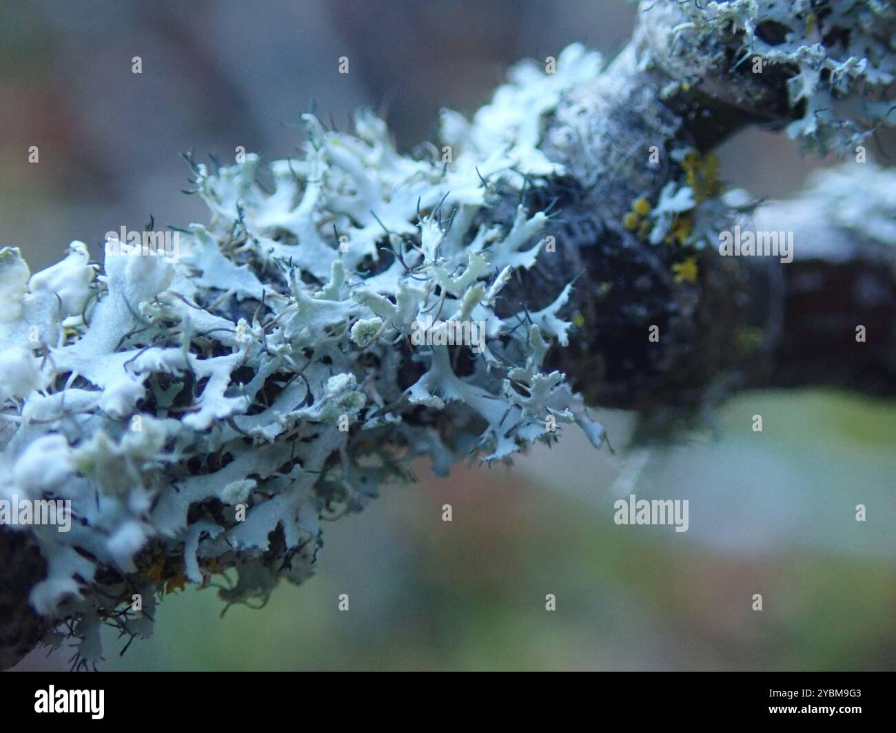 Fringed Rosette Lichen (Physcia tenella) Fungi Stock Photo - Alamy