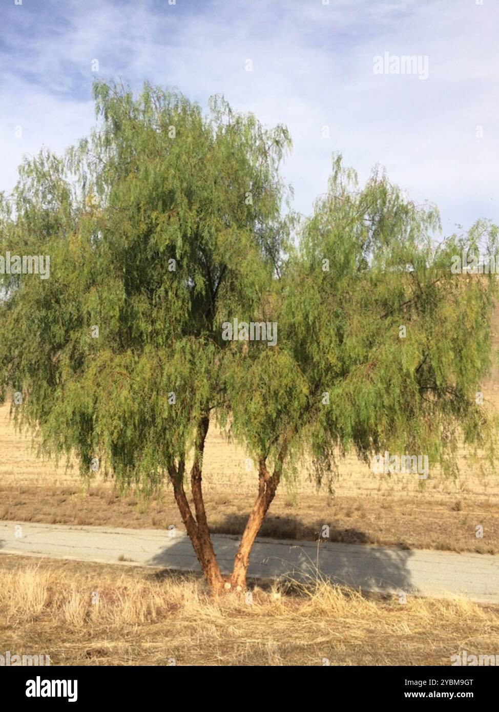 Peruvian Pepper Tree (Schinus molle) Plantae Stock Photo - Alamy