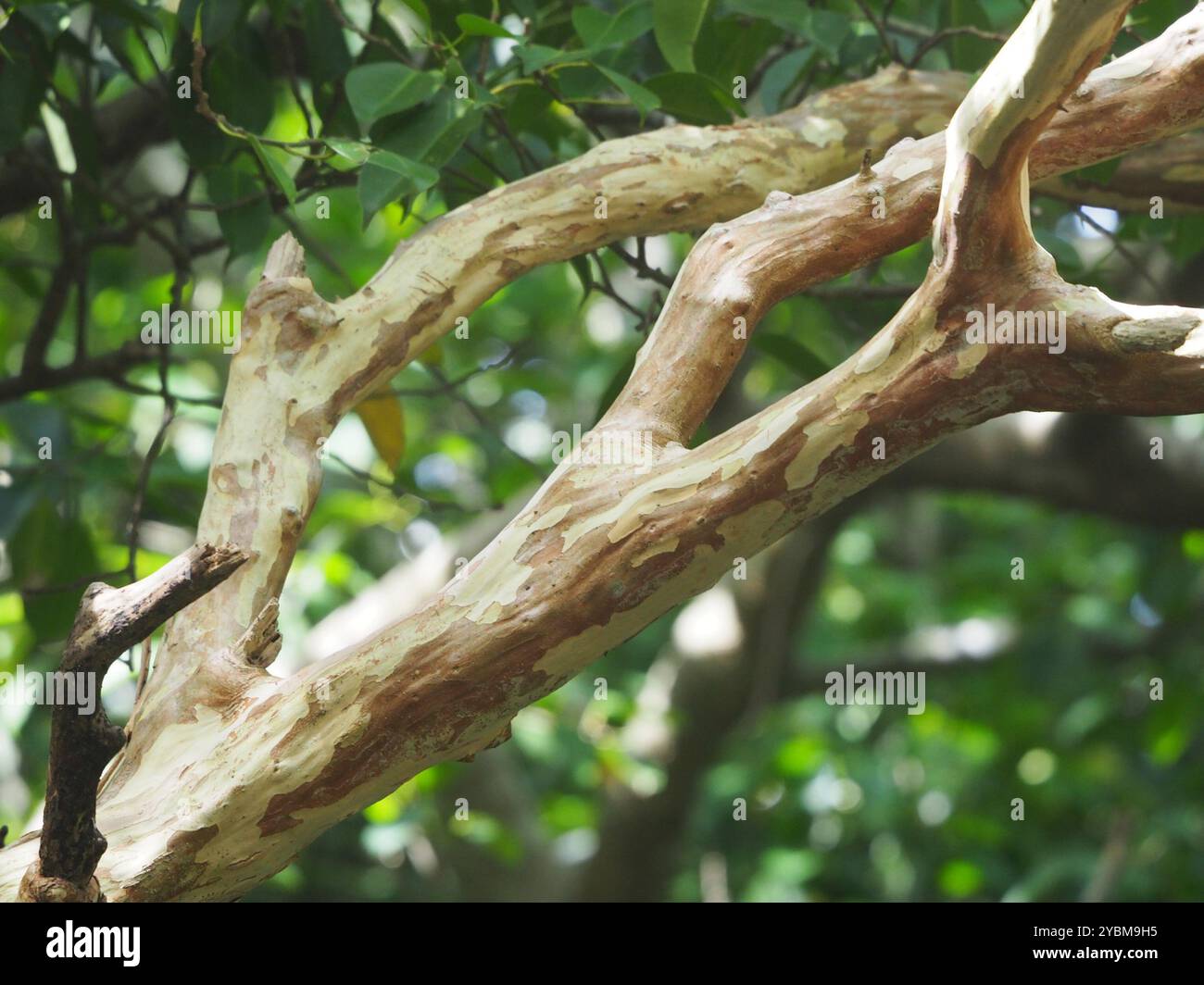 Subcostate Crape Myrtle (Lagerstroemia subcostata) Plantae Stock Photo ...