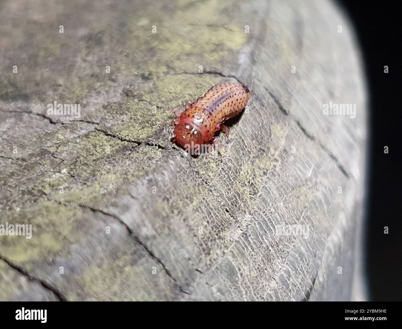 Eucalyptus Tortoise Beetle (Paropsis charybdis) Insecta Stock Photo - Alamy