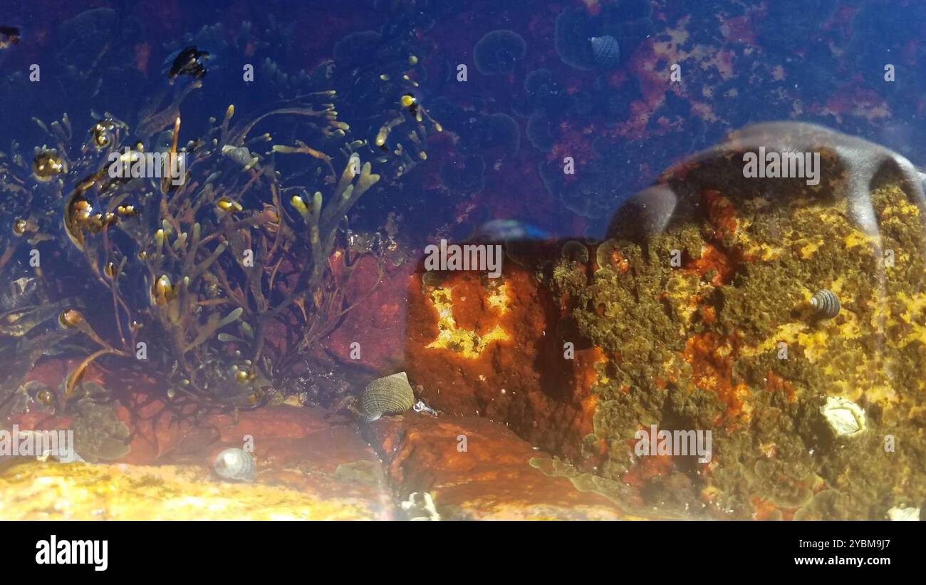 encrusting red algae (Hildenbrandia) Plantae Stock Photo - Alamy