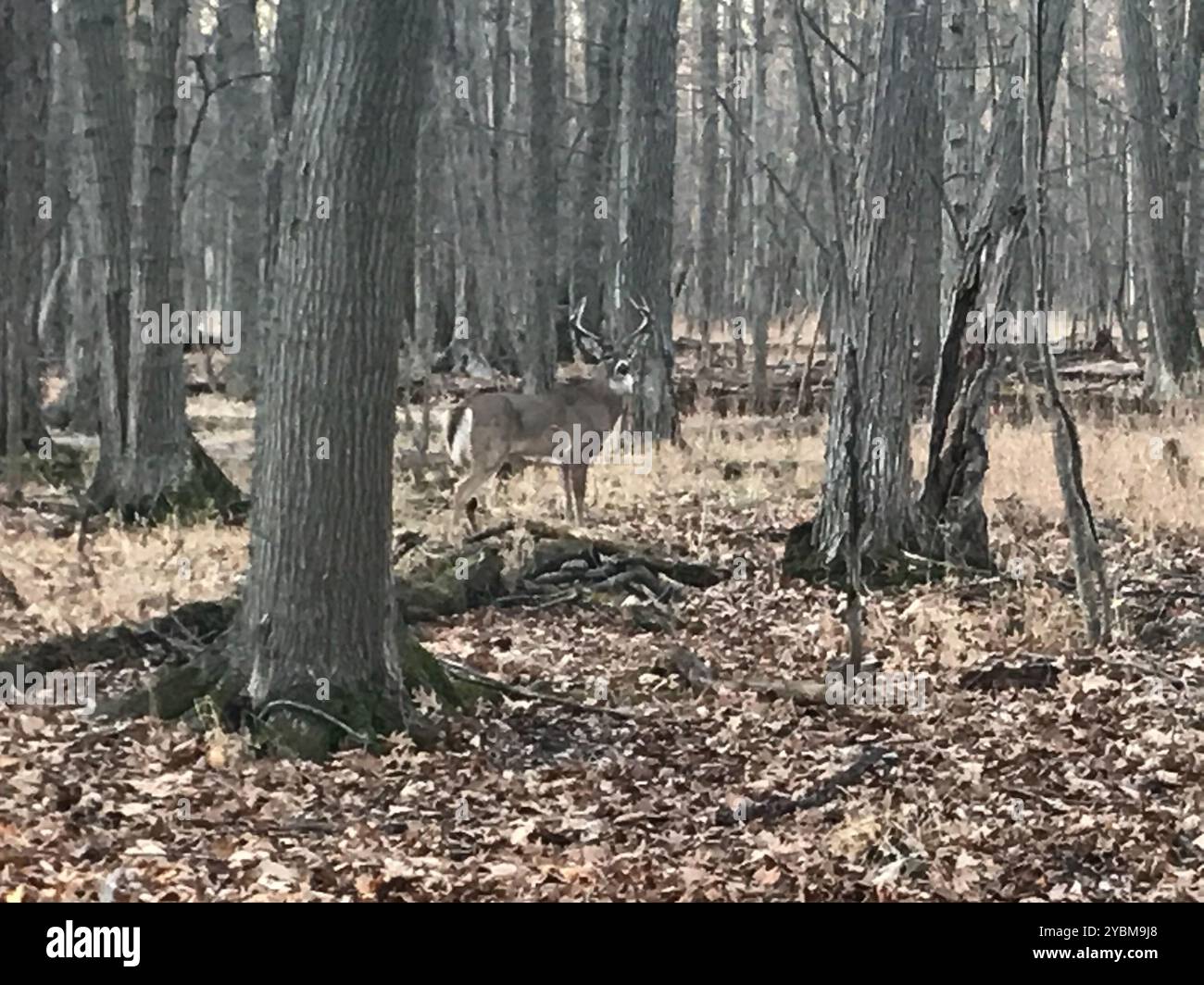 White-tailed Deer (Odocoileus virginianus) Mammalia Stock Photo - Alamy
