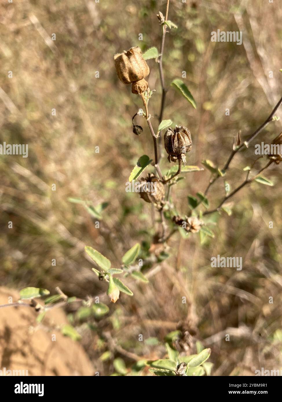 sweet Indian Mallow (Abutilon fruticosum) Plantae Stock Photo - Alamy