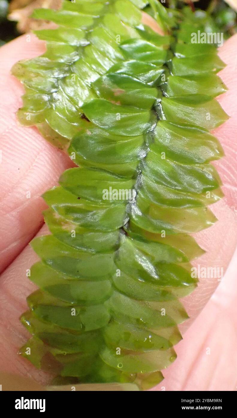 quill moss (Cyathophorum bulbosum) Plantae Stock Photo - Alamy