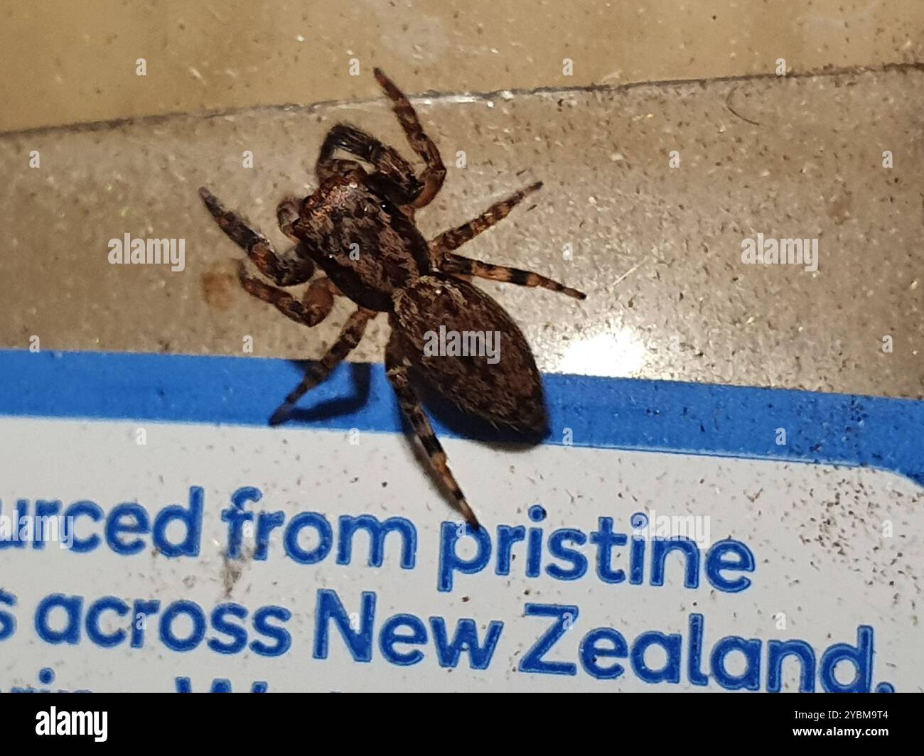 Golden-brown Jumping Spider (Trite auricoma) Arachnida Stock Photo - Alamy