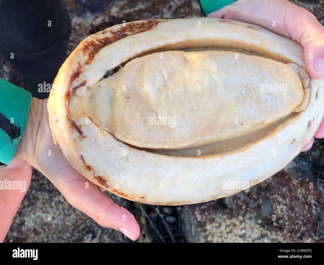 Gumboot Chiton (Cryptochiton stelleri) Mollusca Stock Photo - Alamy