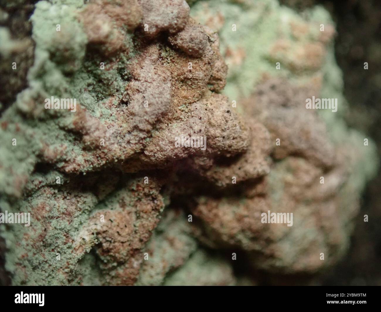 Fluffy Dust Lichen (Lepraria finkii) Fungi Stock Photo - Alamy