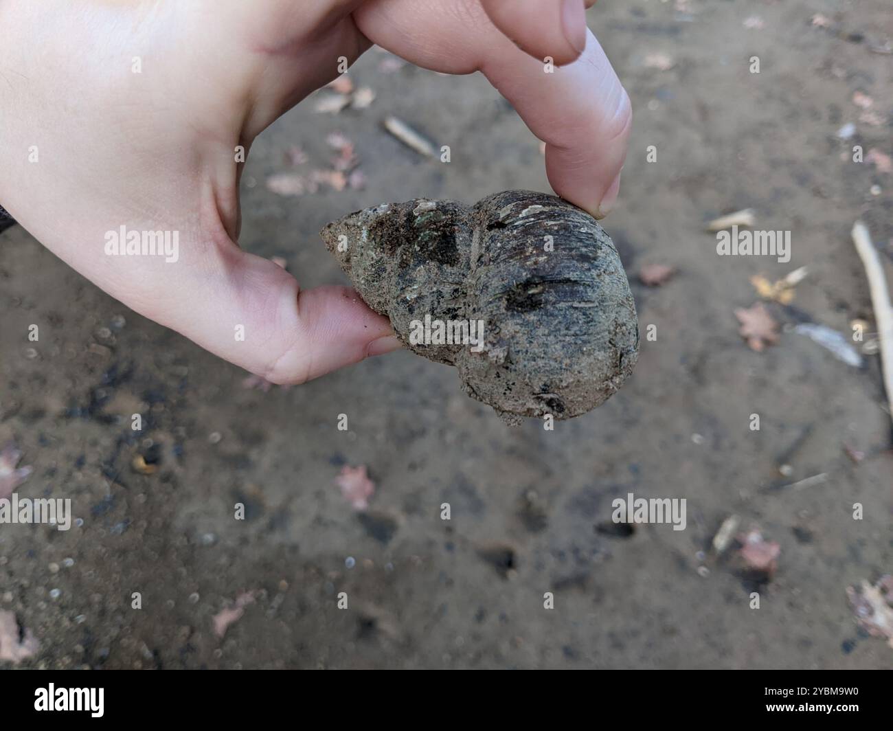 Chinese Mystery Snail (Cipangopaludina chinensis) Mollusca Stock Photo ...