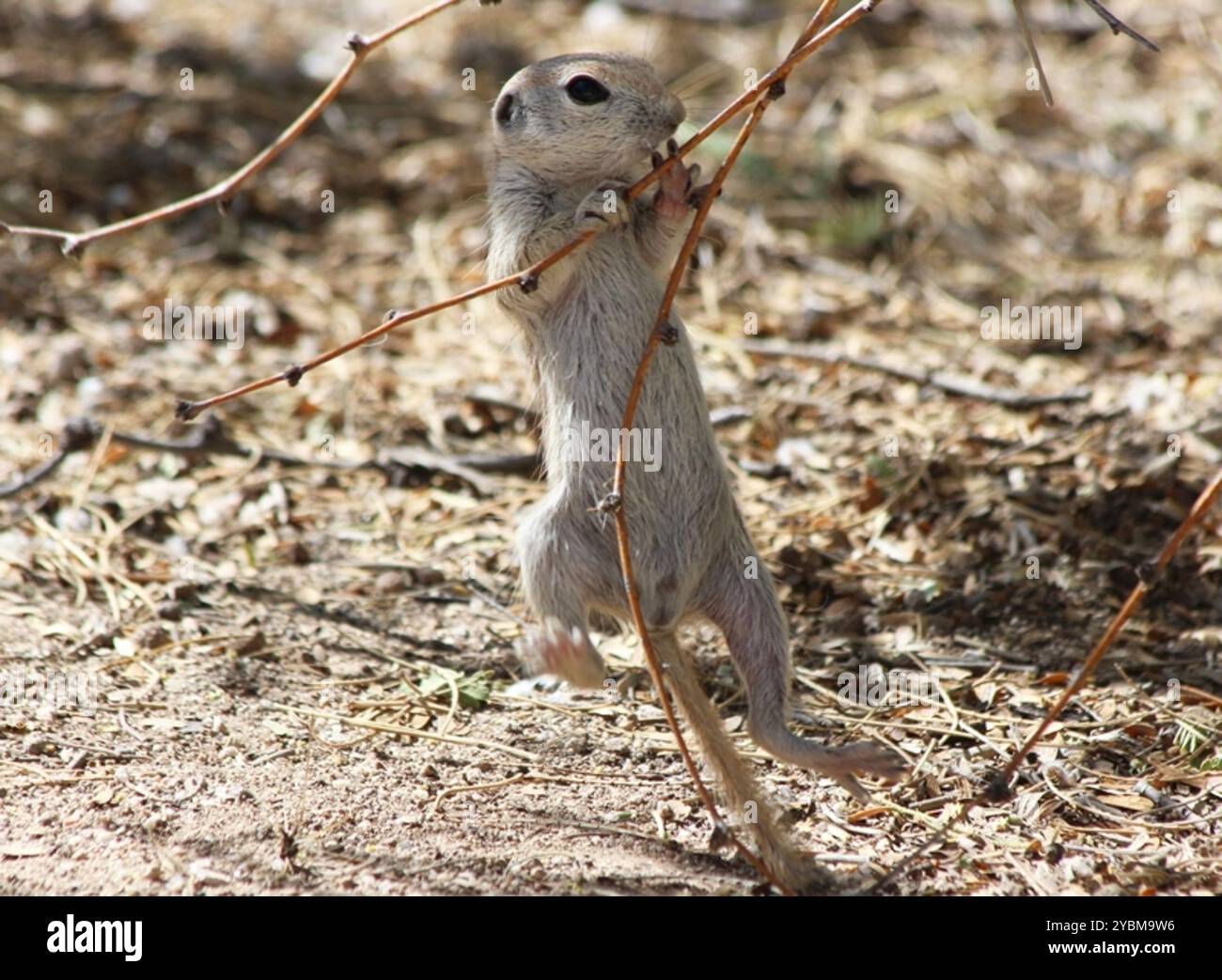 Round-tailed Ground Squirrel (Xerospermophilus tereticaudus) Mammalia ...