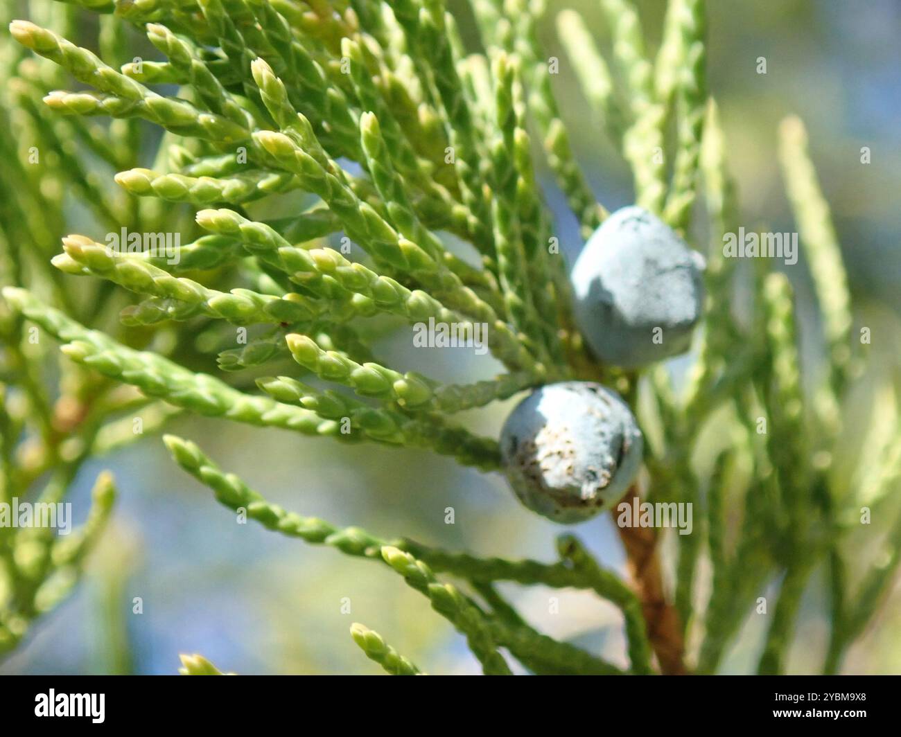 Seaside Juniper (Juniperus maritima) Plantae Stock Photo - Alamy
