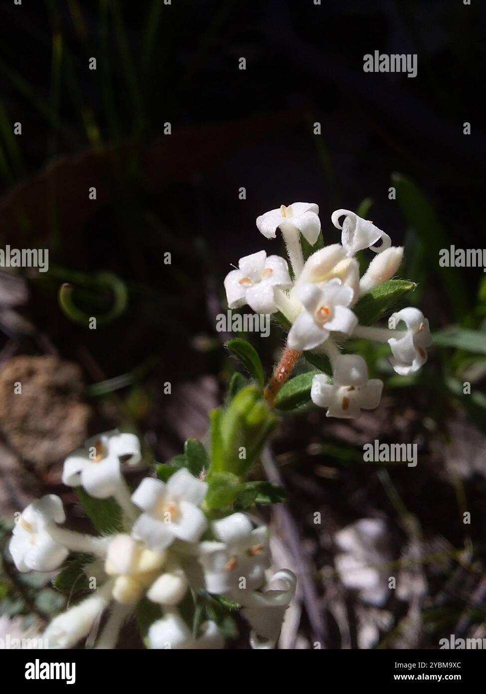 Common Rice-flower (Pimelea humilis) Plantae Stock Photo - Alamy