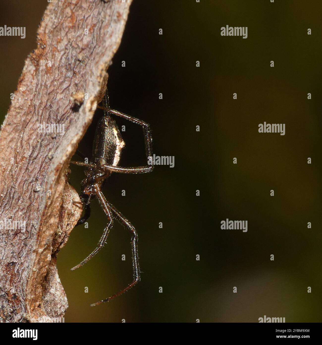 Spiders (Araneae) Arachnida Stock Photo - Alamy