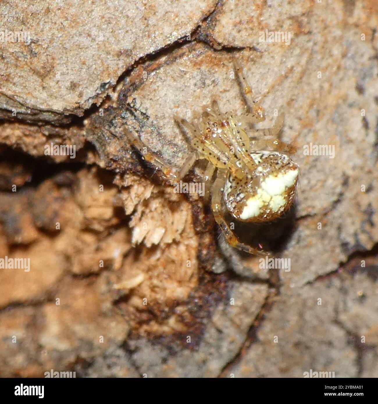 Comb-footed Spiders (Theridiidae) Arachnida Stock Photo - Alamy