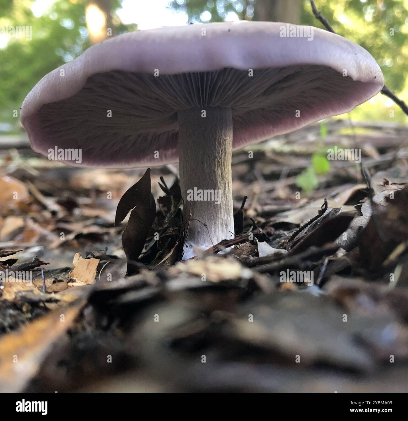 Blewit (Collybia nuda) Fungi Stock Photo - Alamy