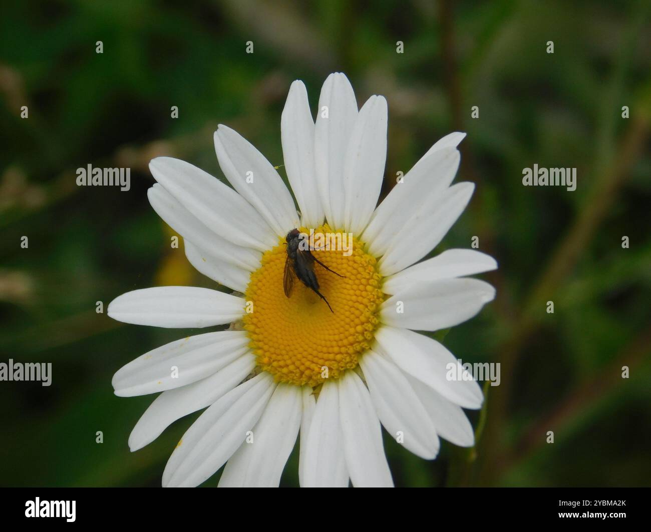 (Stevenia deceptoria) Insecta Stock Photo - Alamy
