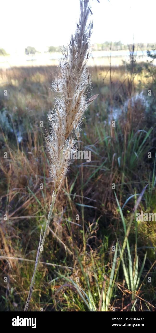 sugarcane plumegrass (Erianthus giganteus) Plantae Stock Photo - Alamy
