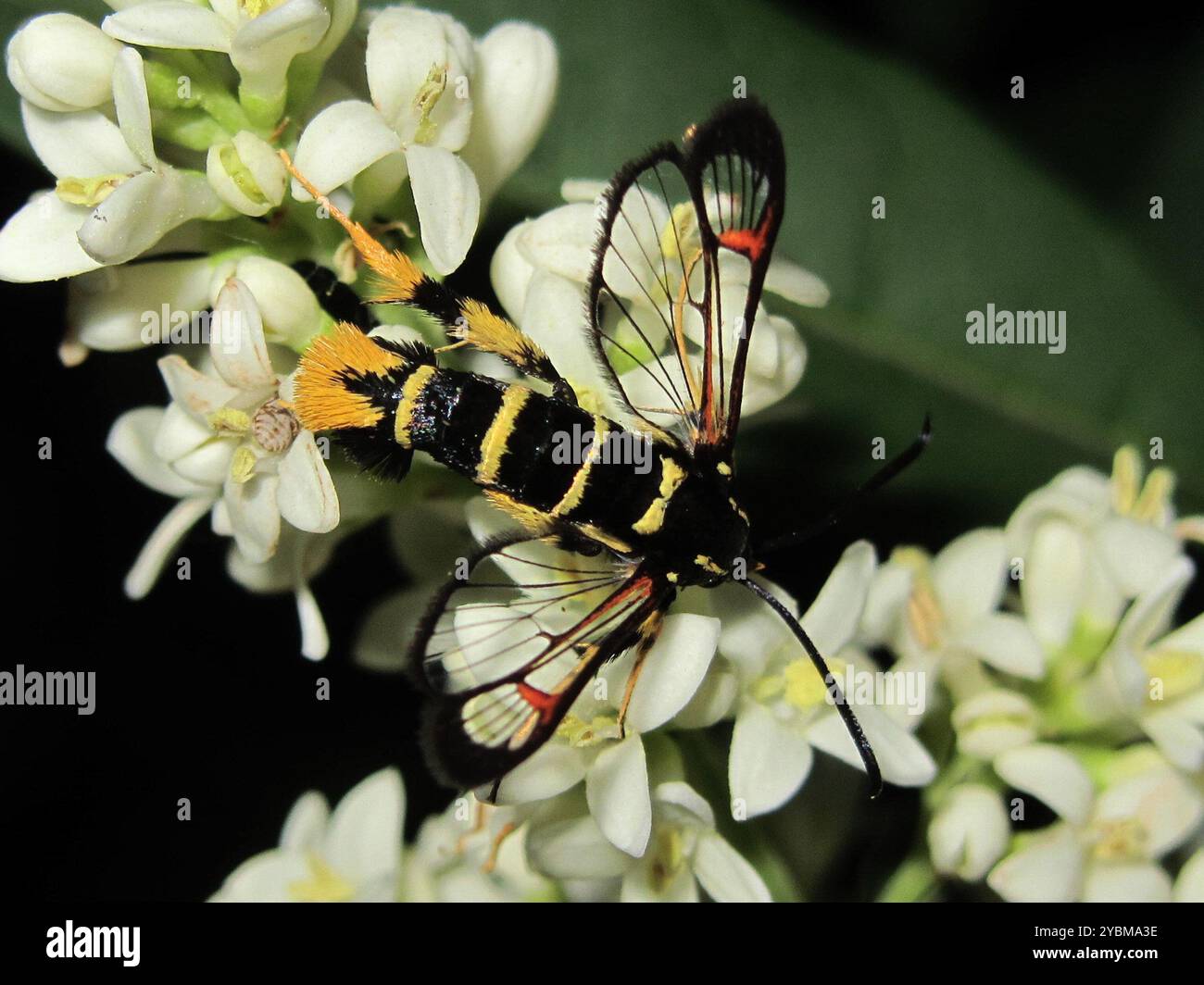 Yellow-legged Clearwing Moth (Synanthedon vespiformis) Insecta Stock ...