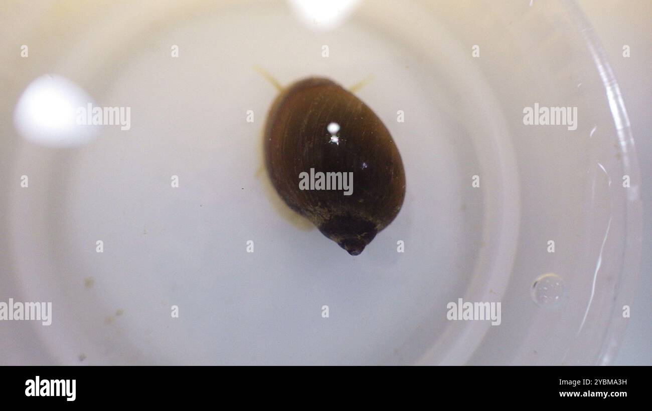 Bladder Snails (Physidae) Mollusca Stock Photo - Alamy