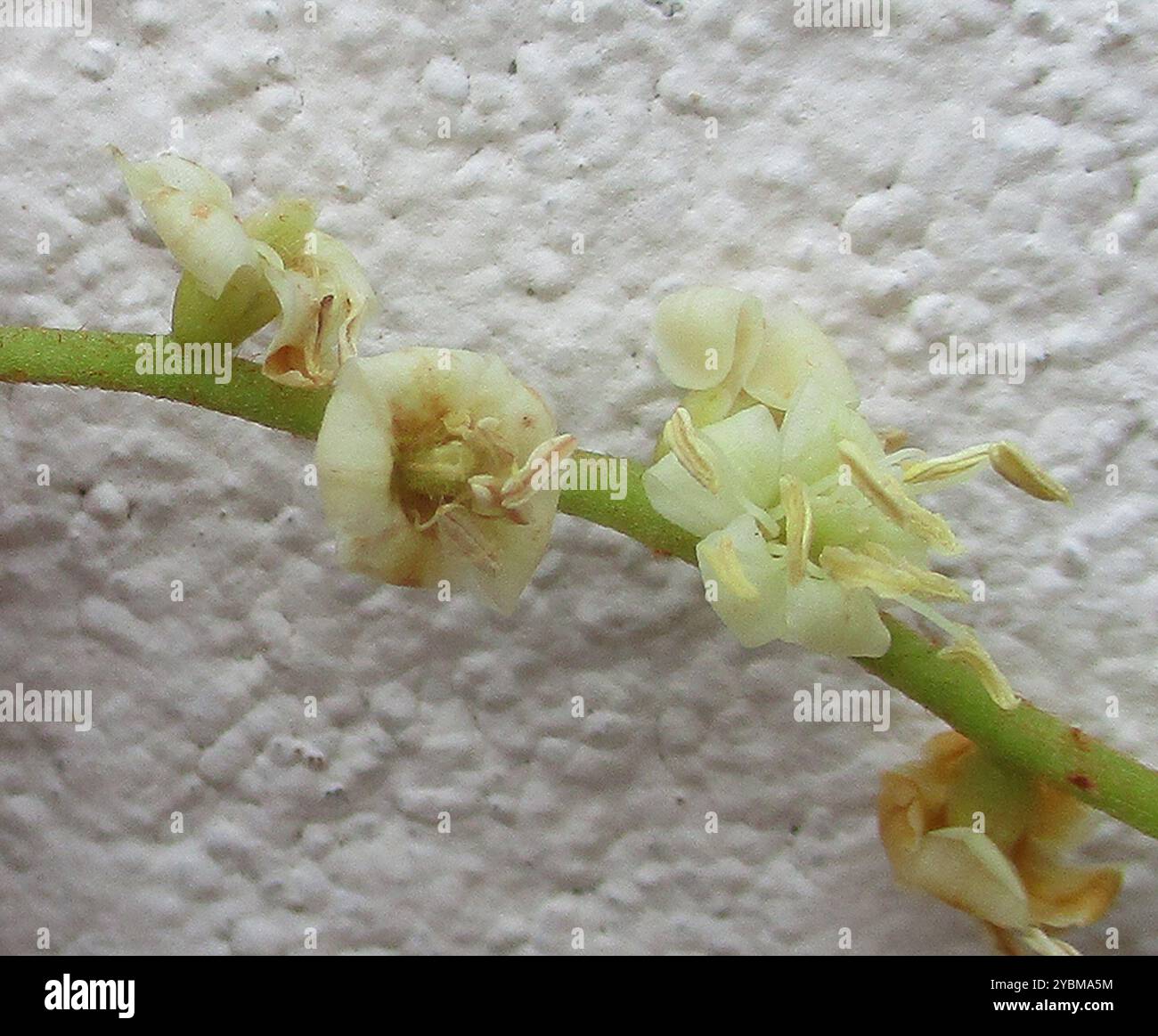 wild syringa (Burkea africana) Plantae Stock Photo - Alamy