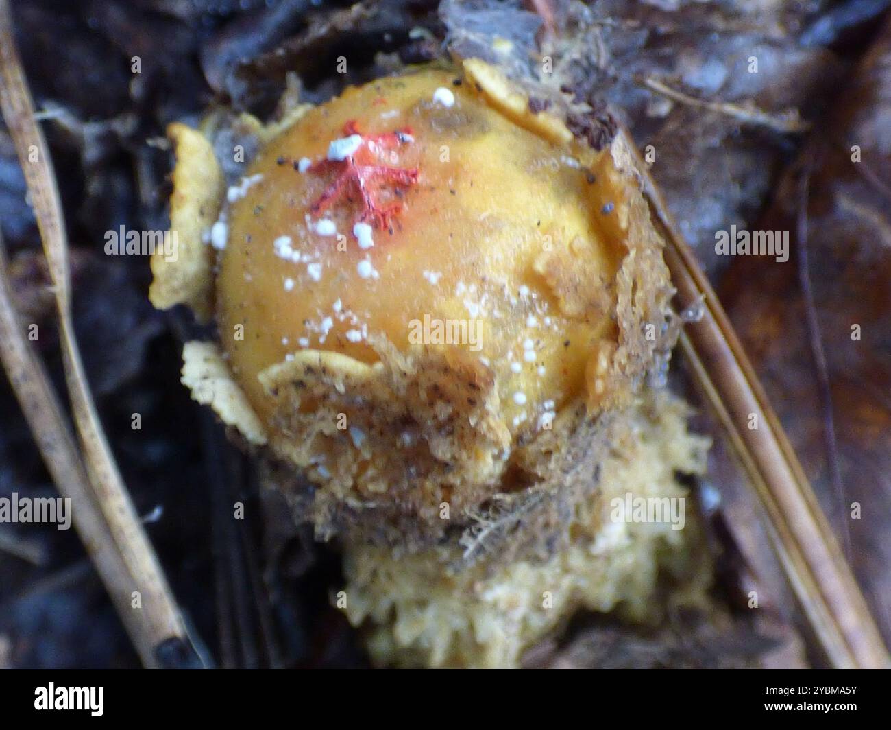 Calostoma hi-res stock photography and images - Alamy
