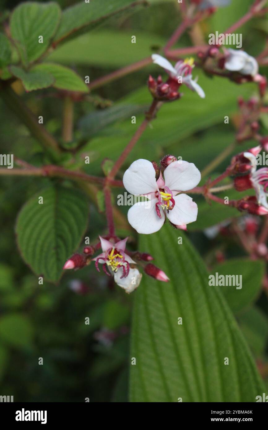 Heterocentron hi-res stock photography and images - Alamy