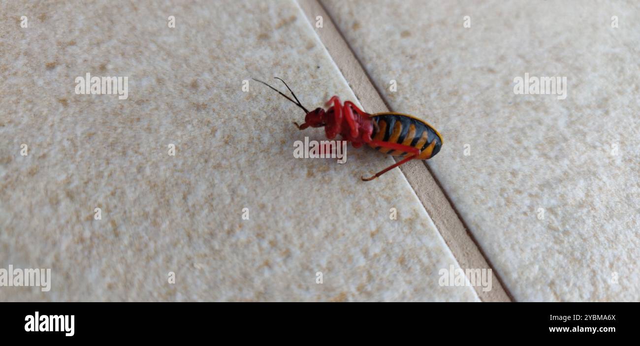 (Brontostoma discus) Insecta Stock Photo - Alamy