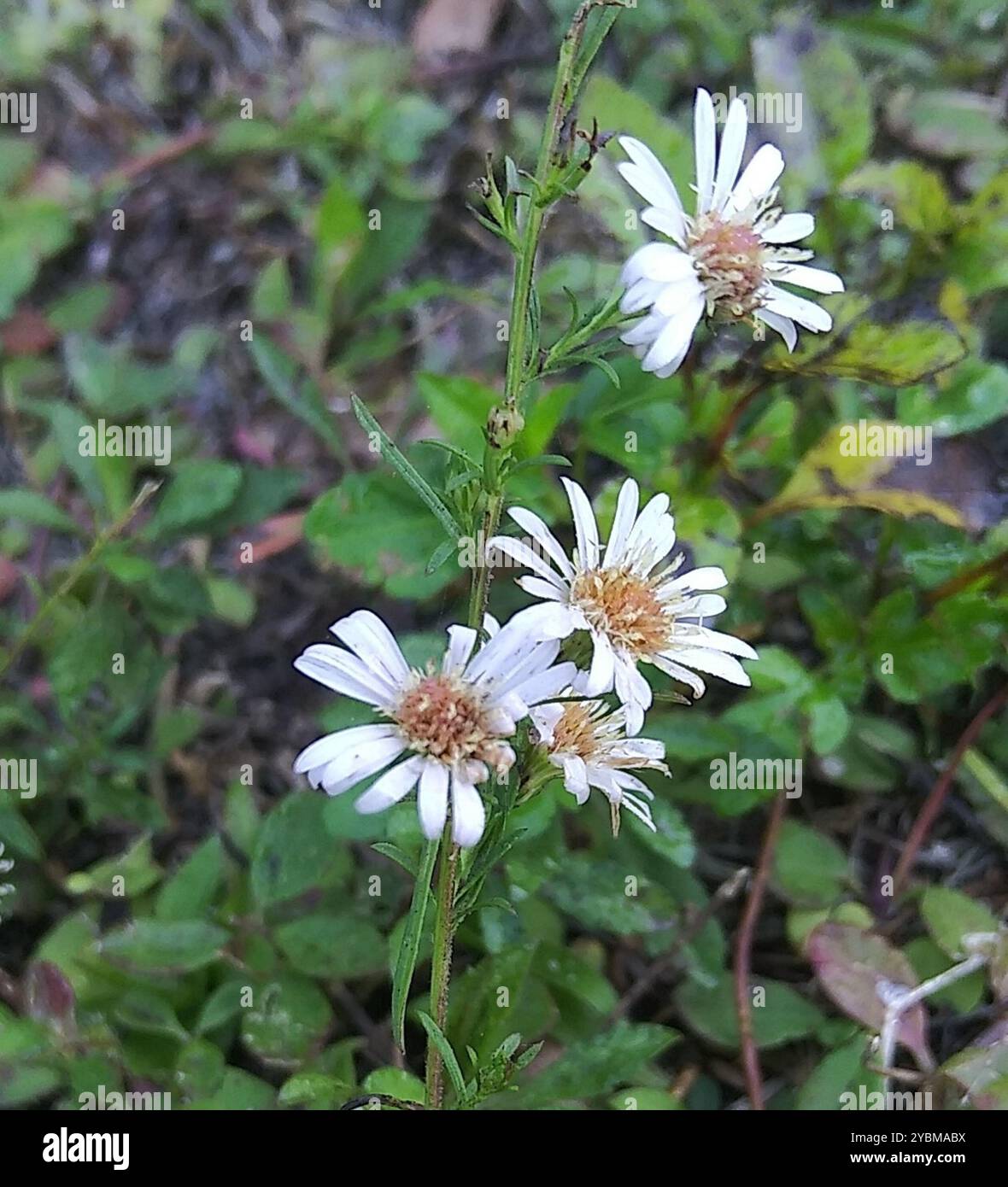 American asters (Symphyotrichum) Plantae Stock Photo - Alamy