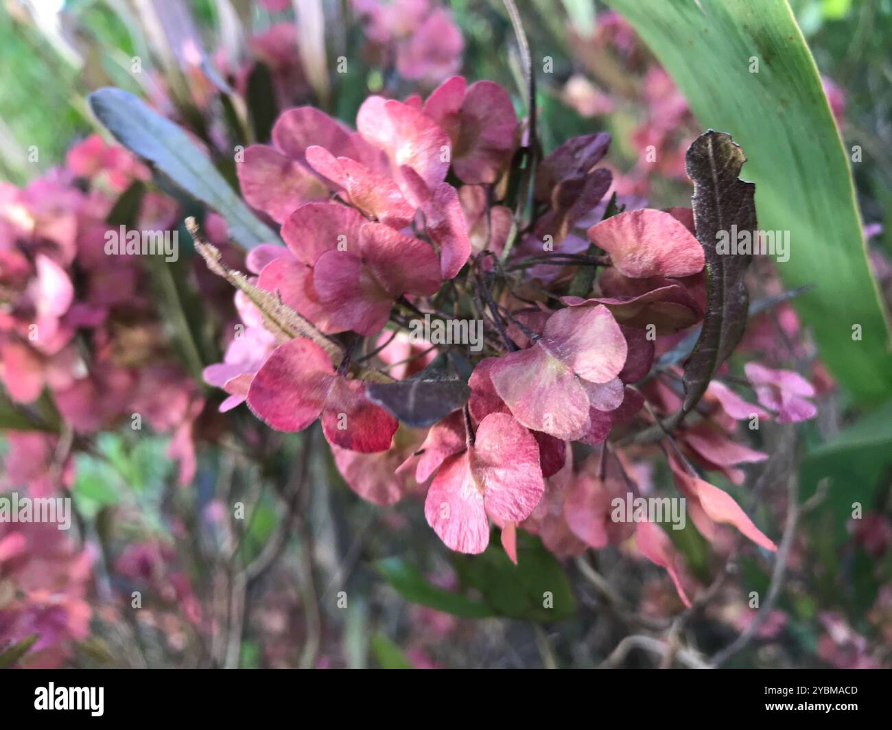 narrow-leaf hopbush (Dodonaea viscosa angustifolia) Plantae Stock Photo ...