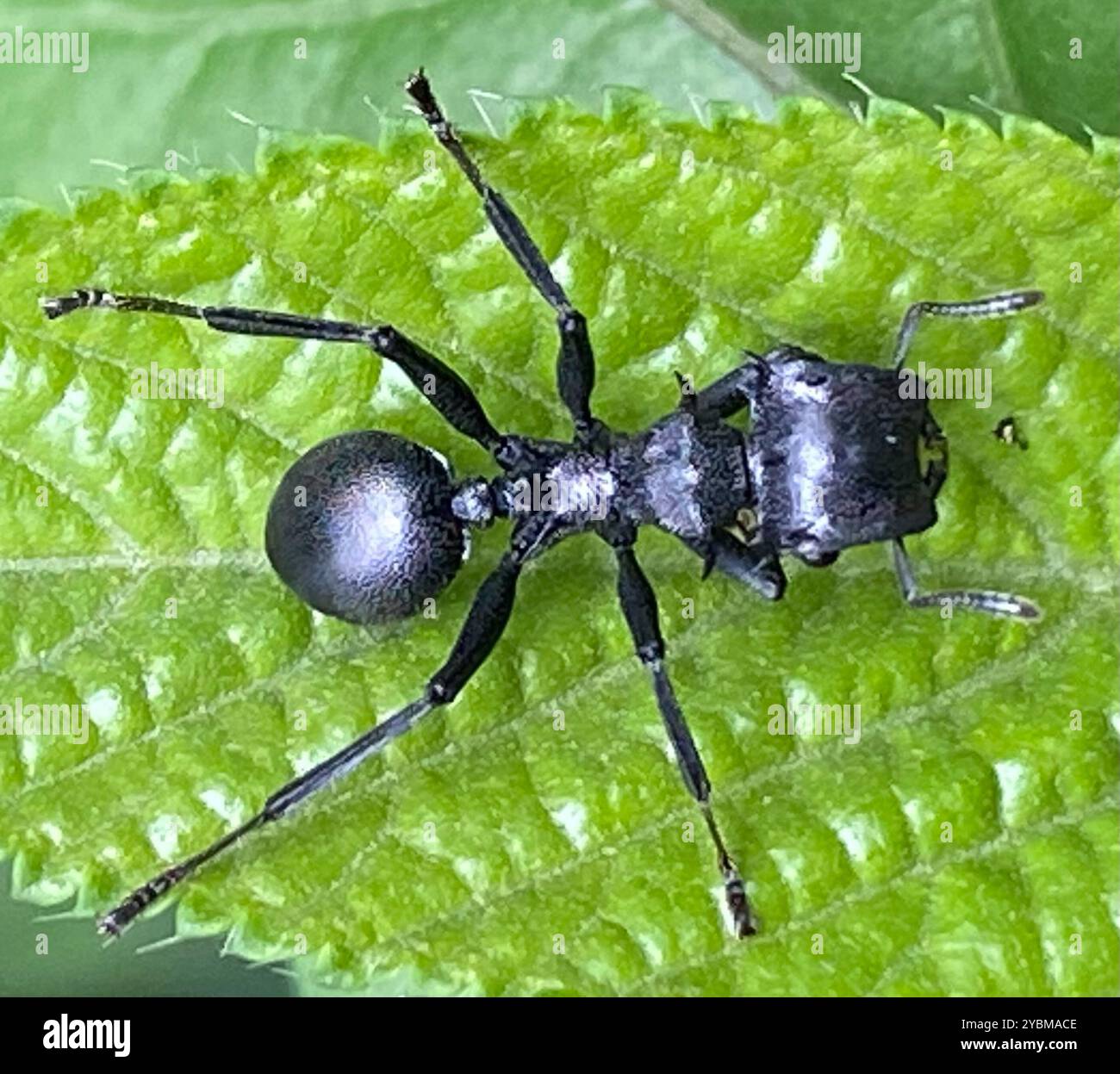 Giant Turtle Ants (Cephalotes atratus) Insecta Stock Photo - Alamy