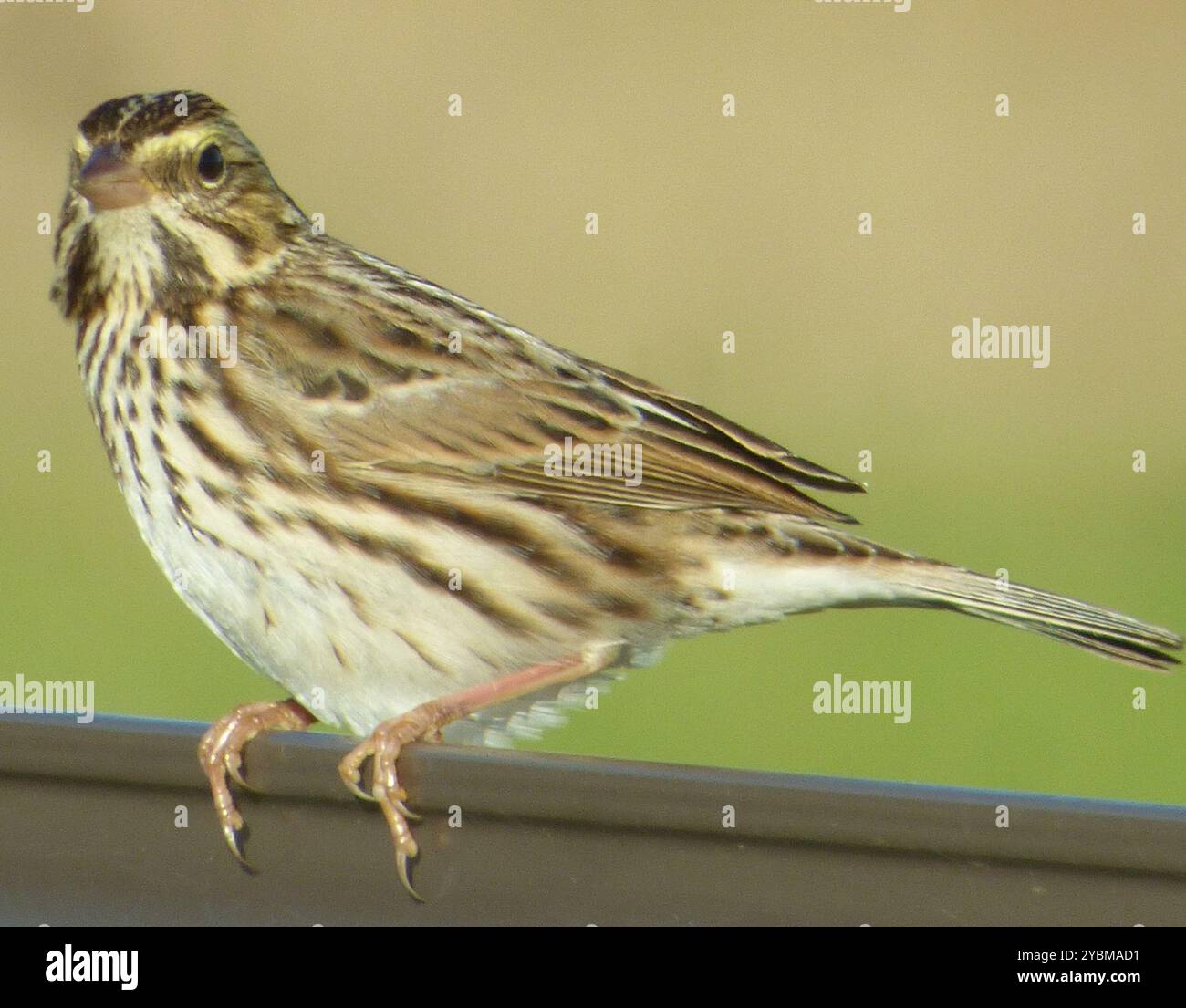 Savannah Sparrow (Passerculus sandwichensis) Aves Stock Photo - Alamy