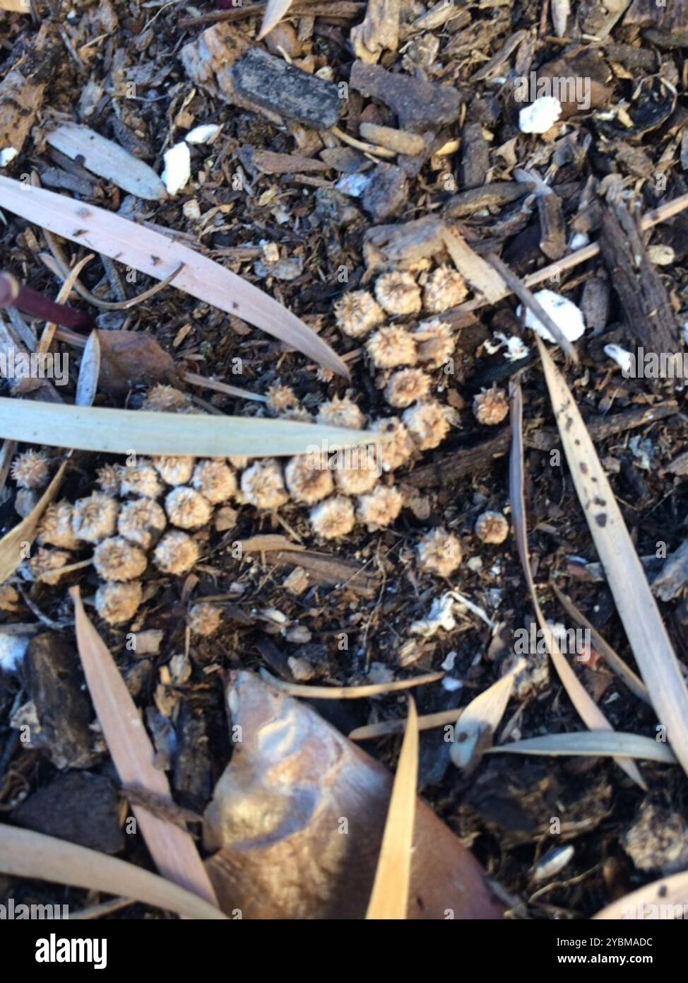 bird's nest fungi (Nidulariaceae) Fungi Stock Photo - Alamy