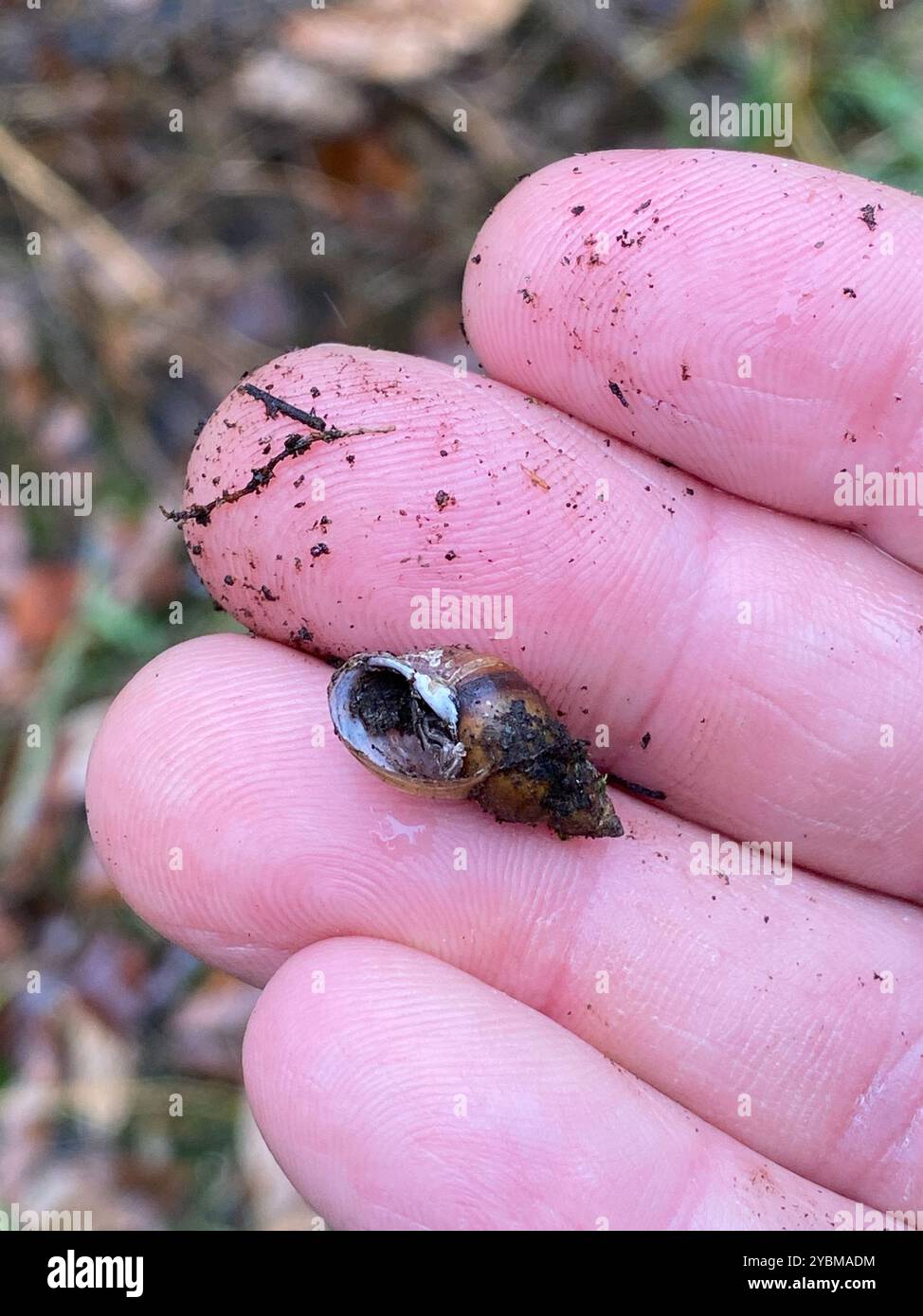 Pond Snails, Bladder Snails, and Allies (Lymnaeoidea) Mollusca Stock ...