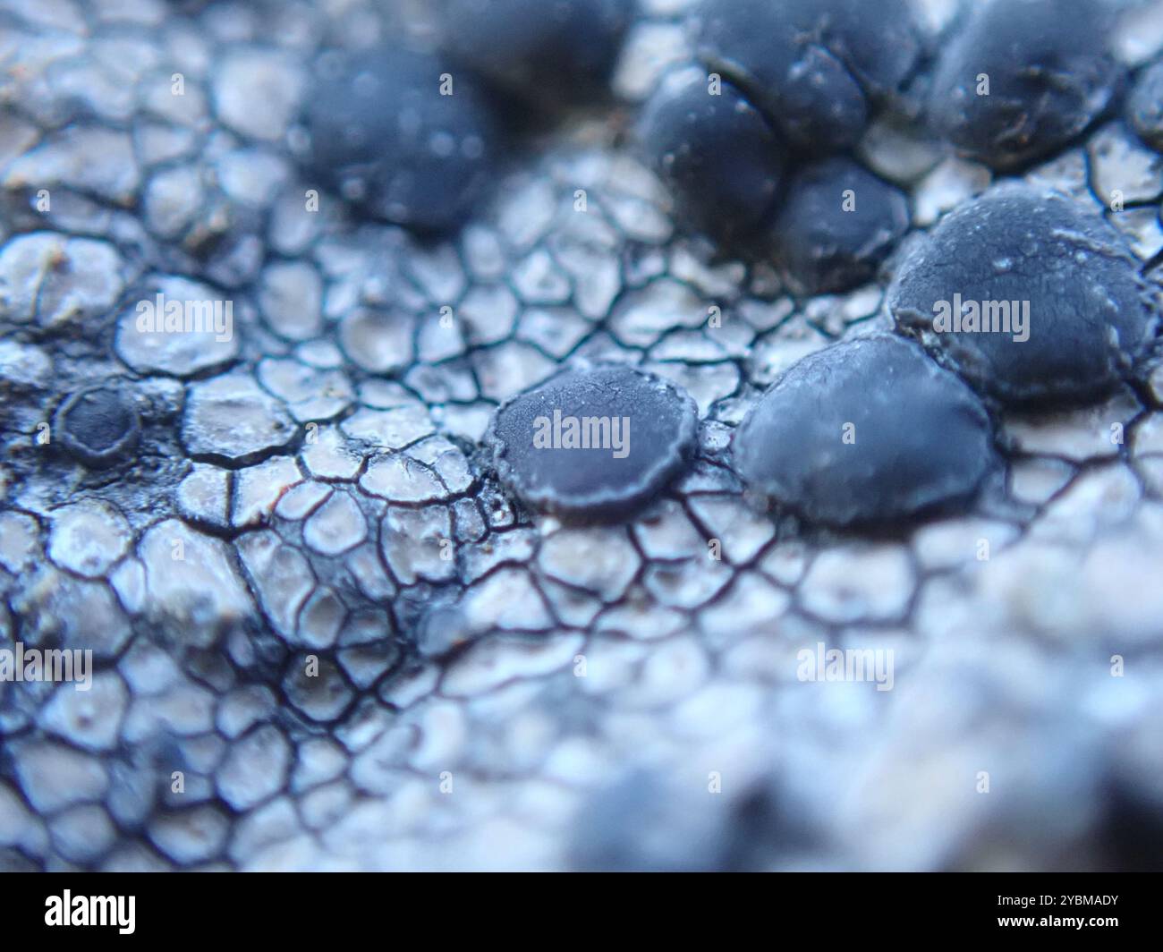 Lecidea fuscoatra hi-res stock photography and images - Alamy