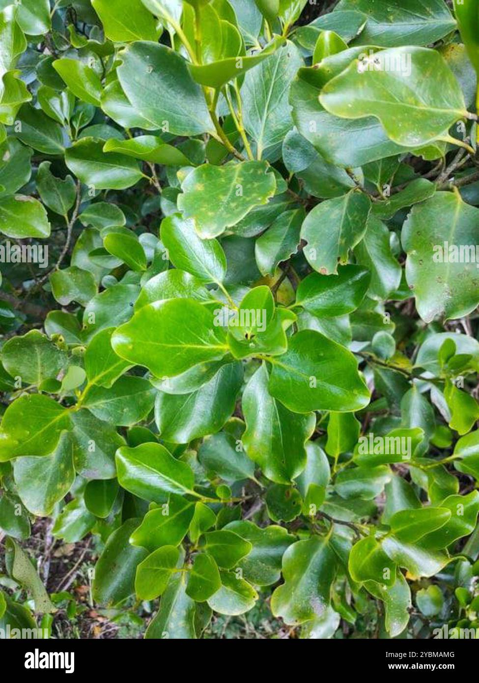New Zealand Broadleaf (Griselinia littoralis) Plantae Stock Photo - Alamy