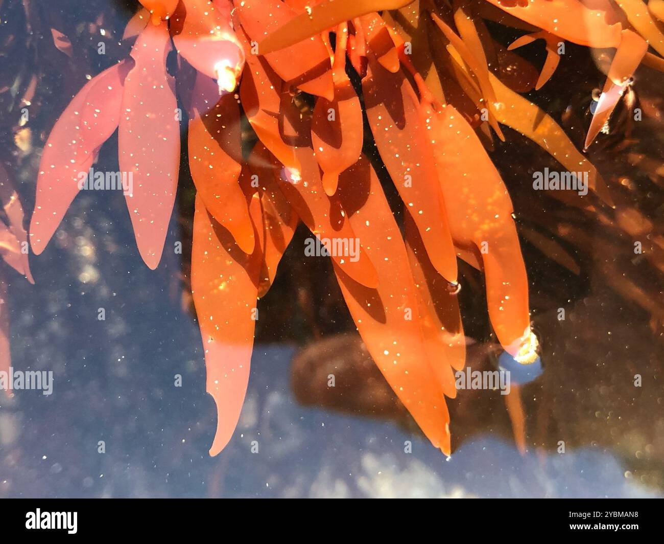Bleach Weed (Prionitis sternbergii) Plantae Stock Photo - Alamy