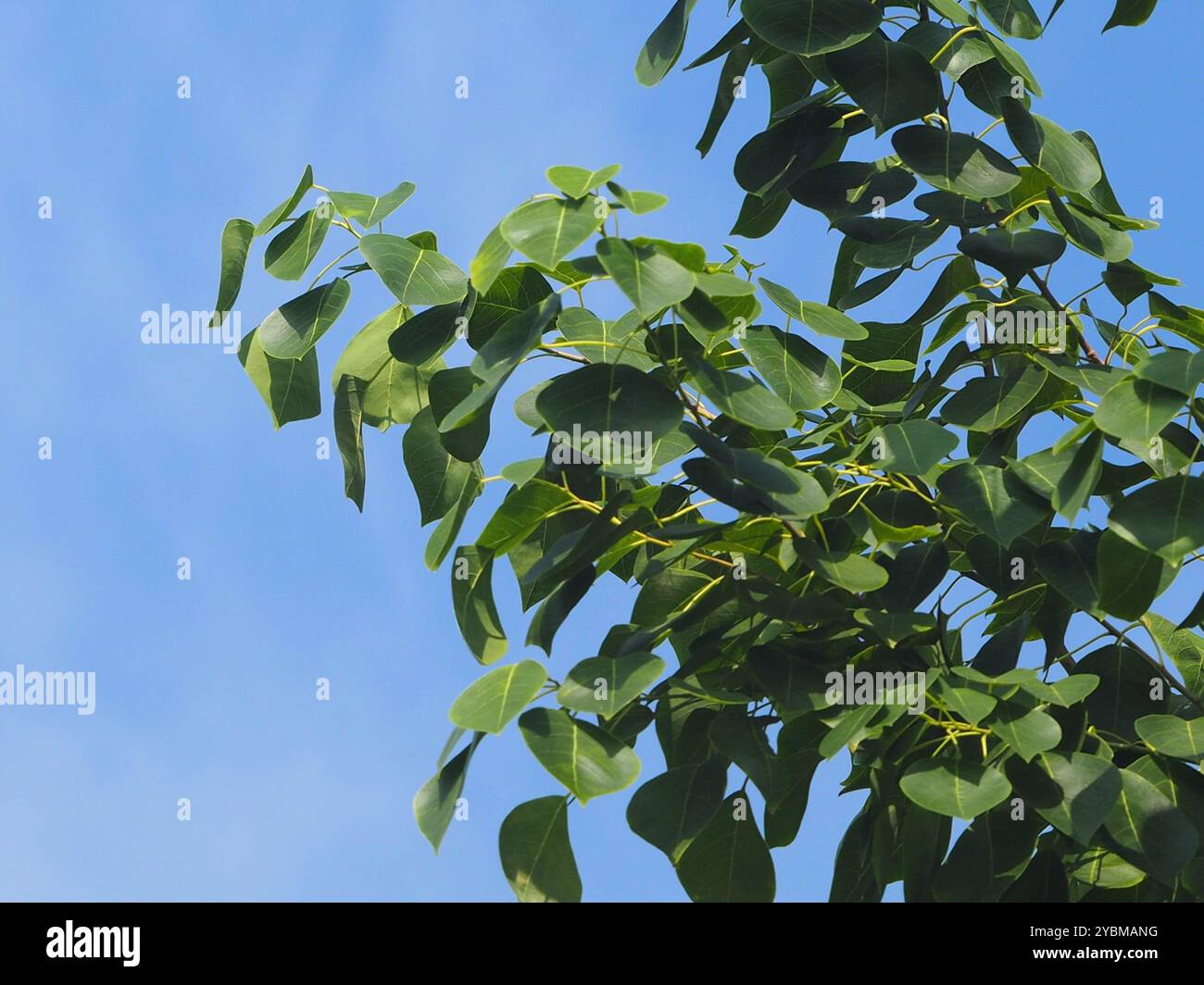 Chinese Tallow (Triadica sebifera) Plantae Stock Photo - Alamy