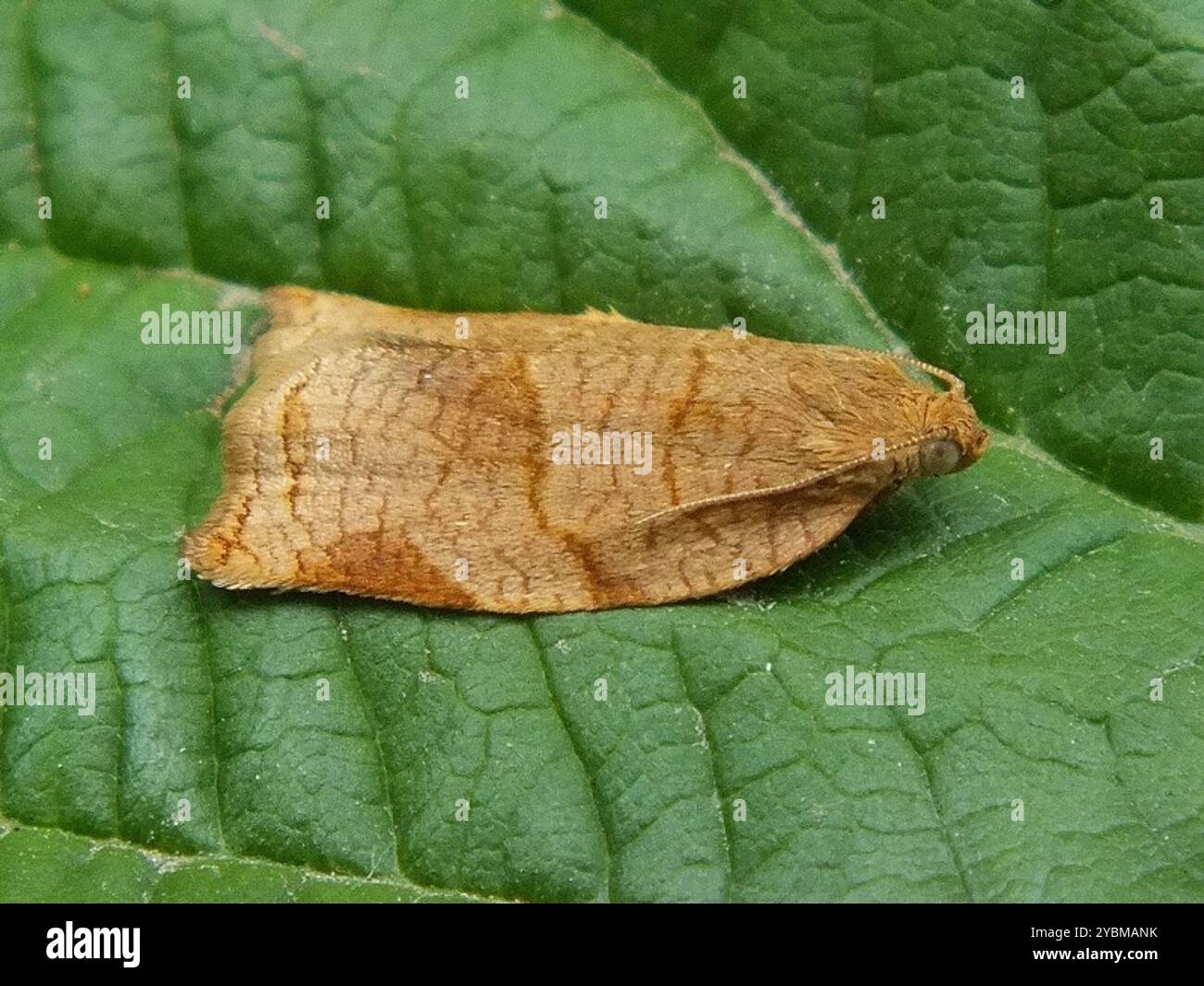 Rose Tortrix Moth (Archips rosana) Insecta Stock Photo - Alamy