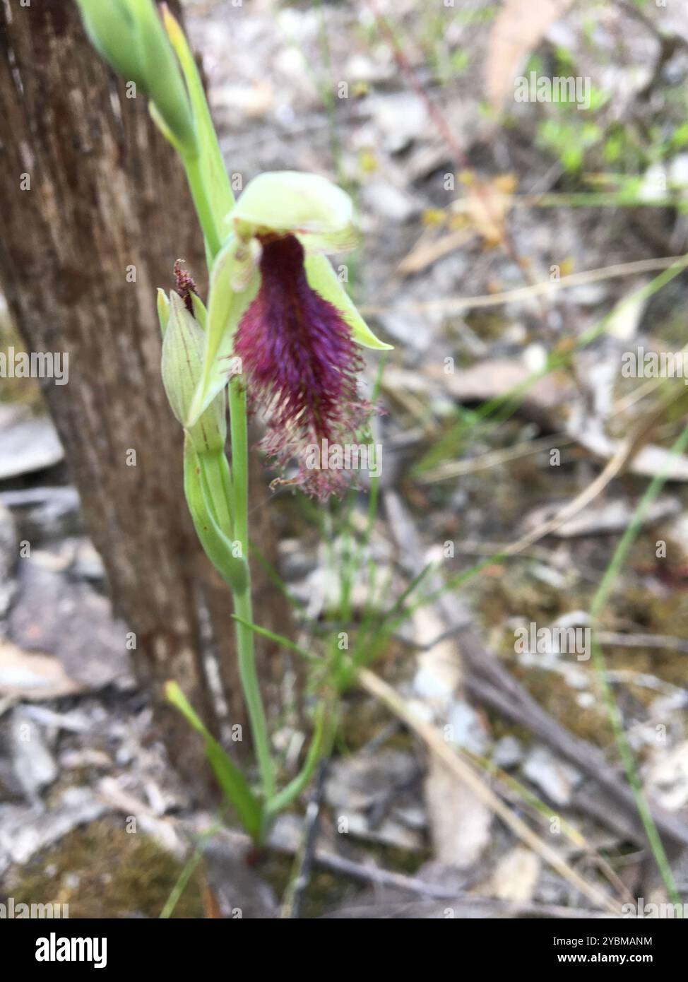 Purple Beard Orchid (Calochilus robertsonii) Plantae Stock Photo - Alamy