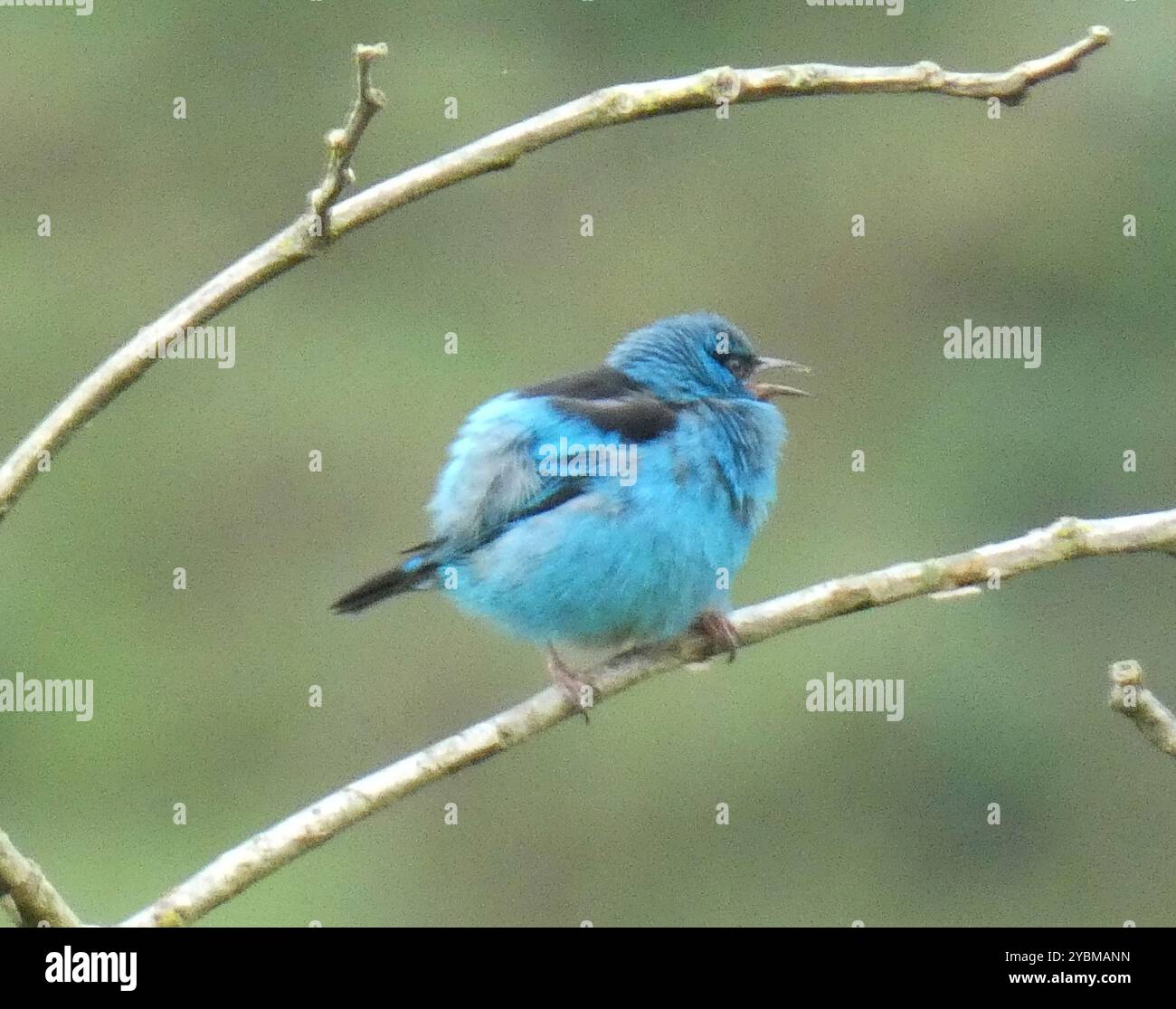 Blue Dacnis (Dacnis cayana) Aves Stock Photo - Alamy