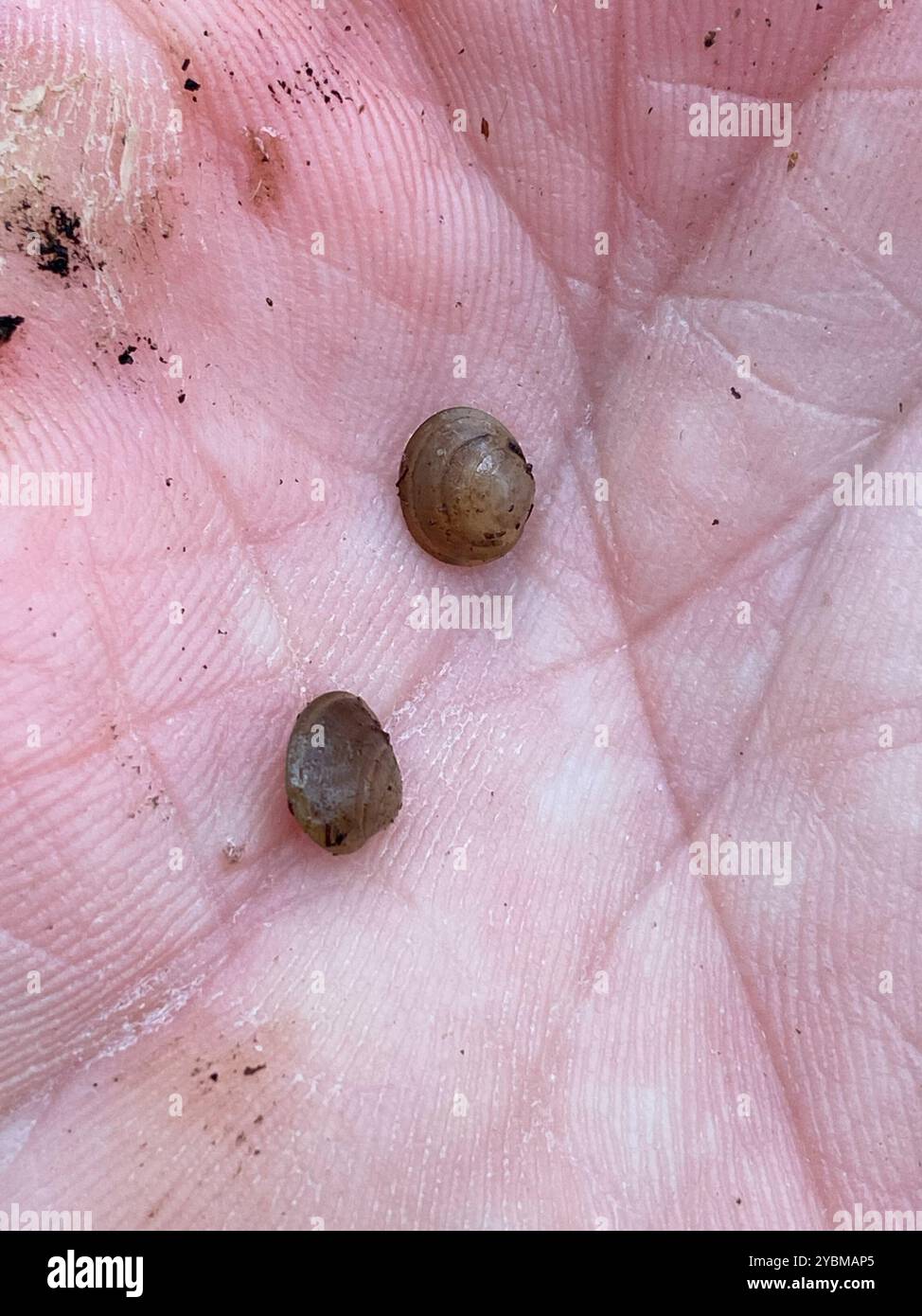 Herrington fingernailclam (Sphaerium occidentale) Mollusca Stock Photo ...