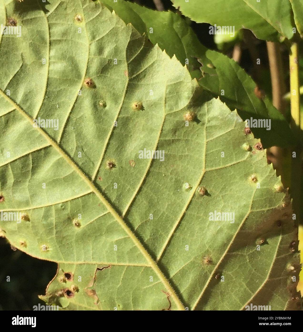 (Phylloxera caryaesemen) Insecta Stock Photo - Alamy