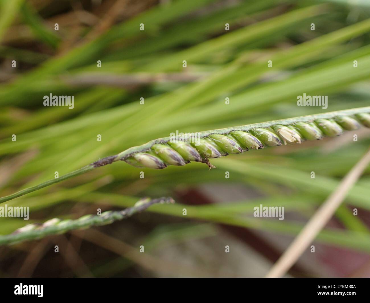 Bread Grass (Urochloa brizantha) Plantae Stock Photo - Alamy