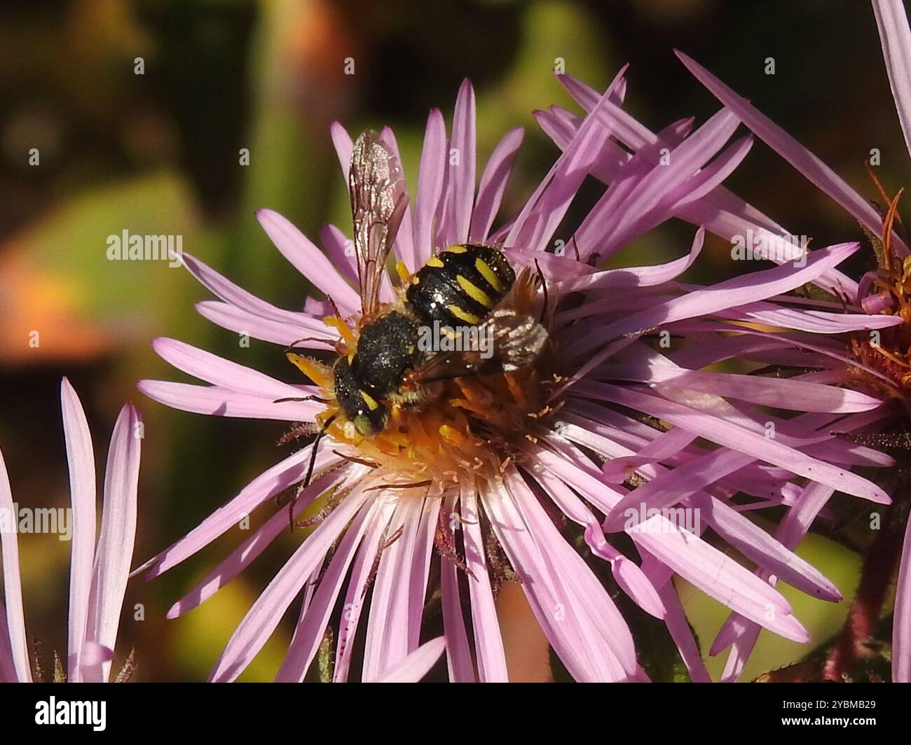 Oblong Woolcarder Bee (Anthidium oblongatum) Insecta Stock Photo - Alamy